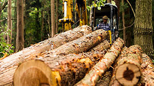 How asset managers are moving to end commodity-driven deforestation | S ...